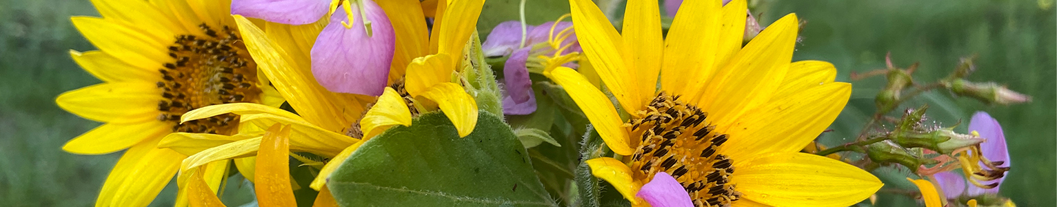 header-sunflowers - Tips of Wisdom