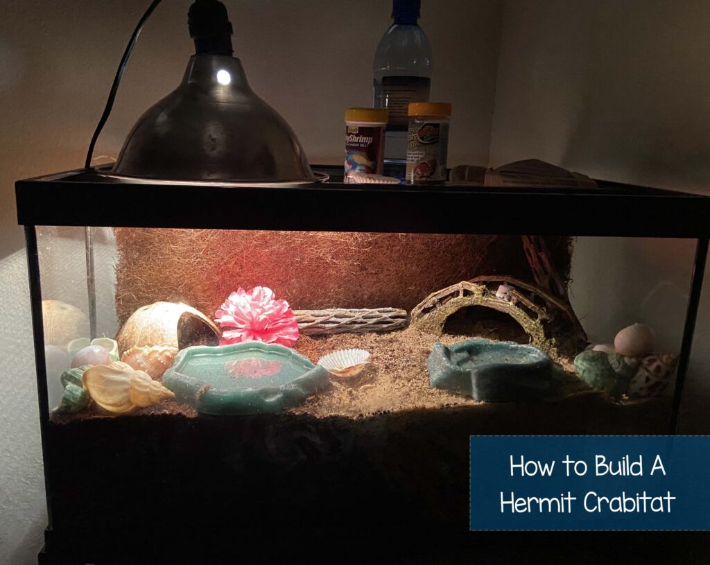 Caring for Hermit Crabs 101 - Tips of Wisdom