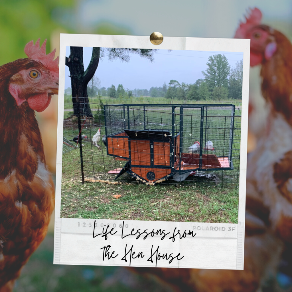 Life Lessons from the Hen House - Tips of Wisdom