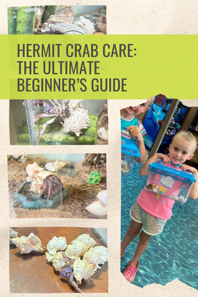 Hermit Crab Care: The Ultimate Beginner’s Guide - Tips of Wisdom
